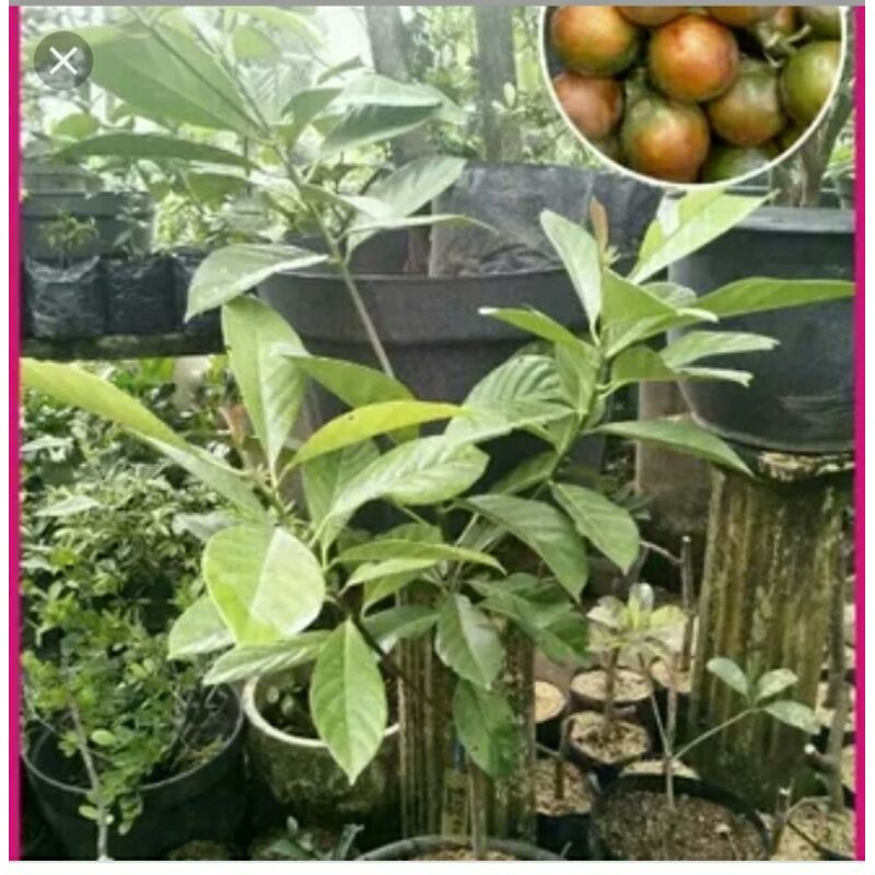 Jual Bibit tanaman menteng jumbo/pohon buah menteng | Shopee Indonesia