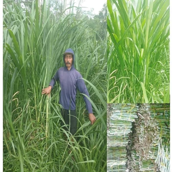 Jual Bibit Kolonjono Rumput Raja King Grass 1Kg | Shopee Indonesia