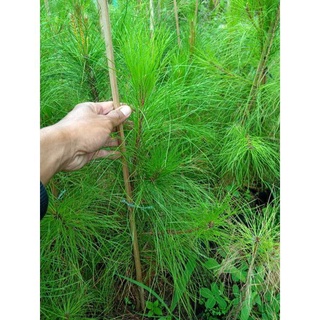 Jual Tanaman Hias outdoor Cemara Pinus Merkusi/Bibit pohon Cemara Pinus ...