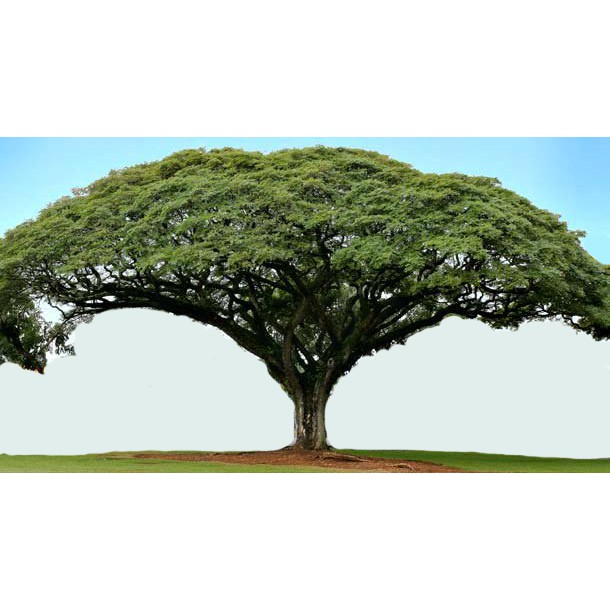 Jual biji/benih/bibit pohon trembesi (10 biji) | Shopee Indonesia