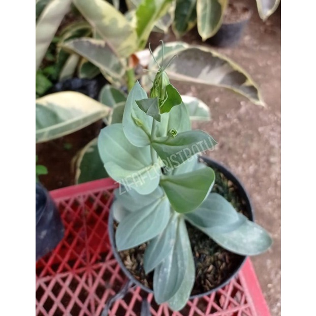 Jual Tanaman bunga lisianthus | Shopee Indonesia