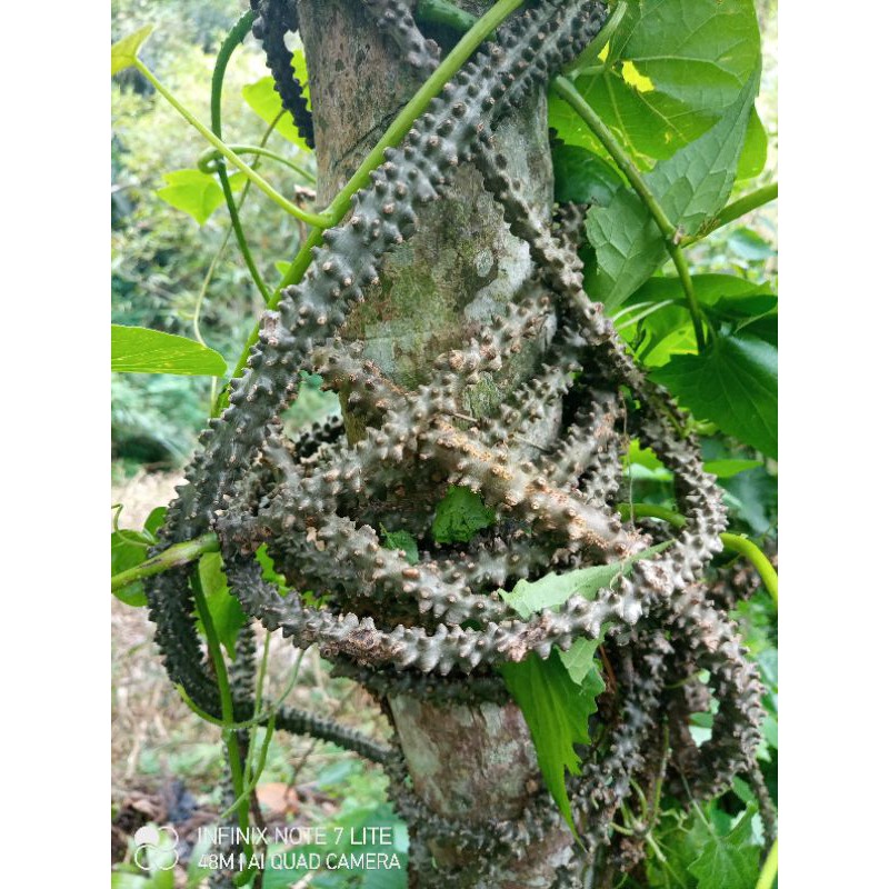 Harga Patrawali Terbaru Agt 2025 | BigGo Indonesia