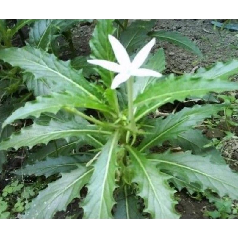 Jual Pohon Herbal katarak Bunga Kitolod - Kembang Kitolod / jangar ...