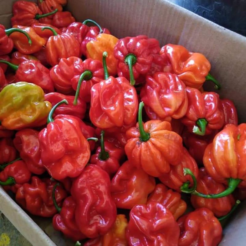 Jual PAKET ISI 10 Biji benih Cabe Katokkon, Cabai dengan Sensasi Ekstra ...