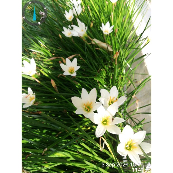 Jual tanaman hias lily paris putih | Shopee Indonesia