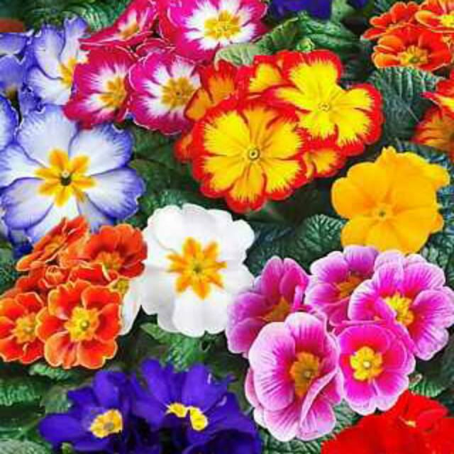 Jual 6 Benih Biji Bunga Primrose Mixed | Shopee Indonesia