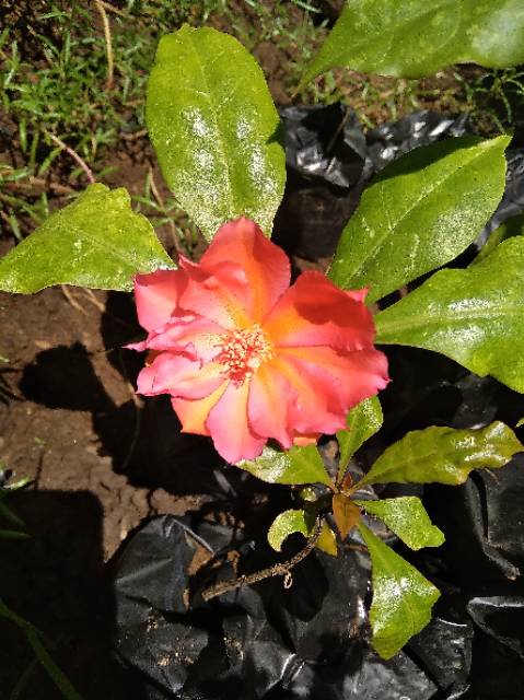 Simak! 29+ Tanaman Bunga Jarum Tujuh Bilah yang Wajib Disimak ...