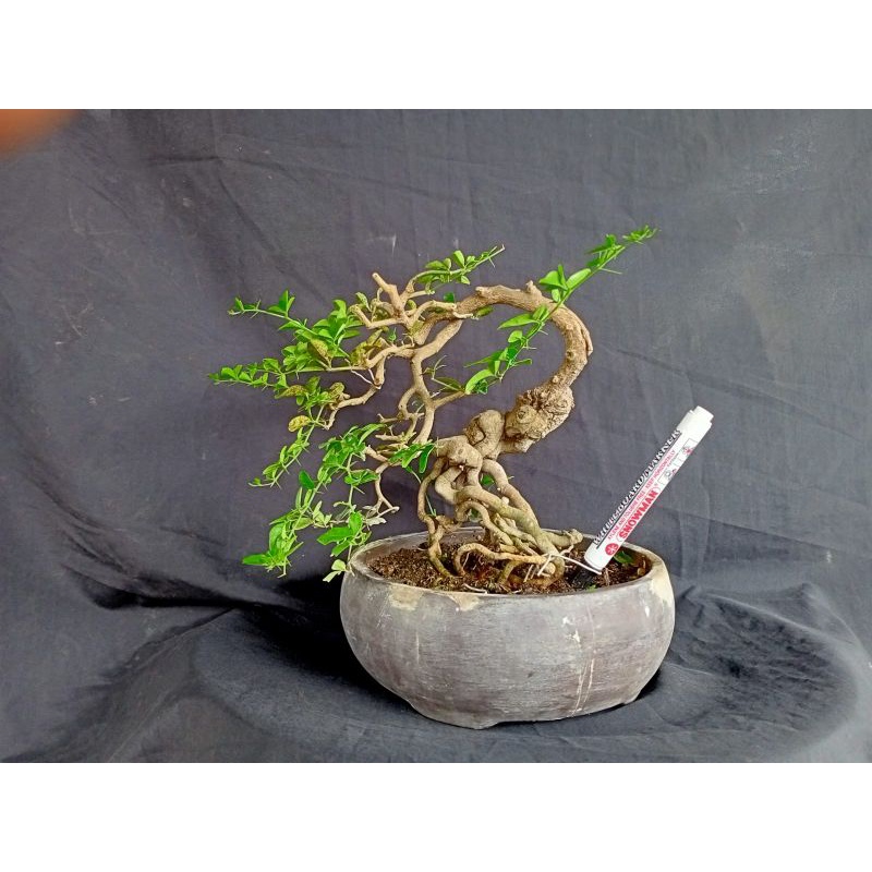 Jual jeruk kingkit bonsai | Shopee Indonesia