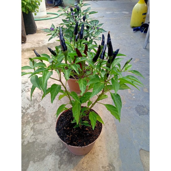 Jual tanaman cabe rawit hitam lavana bisa dimakan | Shopee Indonesia