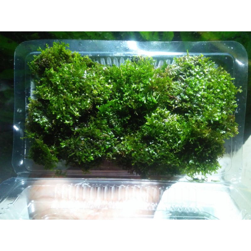 Jual ricardia mini.ukuran mika 12x15 cm | Shopee Indonesia