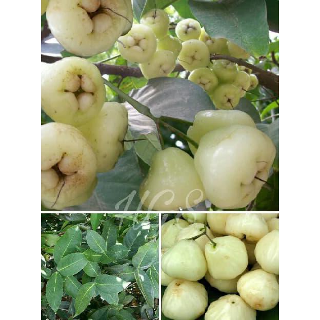 Jual Bibit Tanaman Buah Jambu Air Klampok Camplong Xeon | Shopee Indonesia