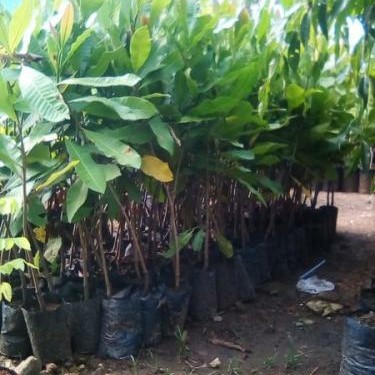 Jual Bibit tanaman buah jambu monyet-jambu mete-mente | Shopee Indonesia