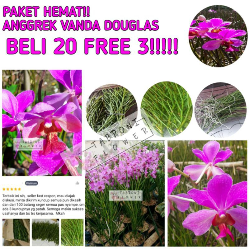 Jual Anggrek Vanda Douglas Paket Hemat Beli 20 GERATIS 3!!! | Shopee ...