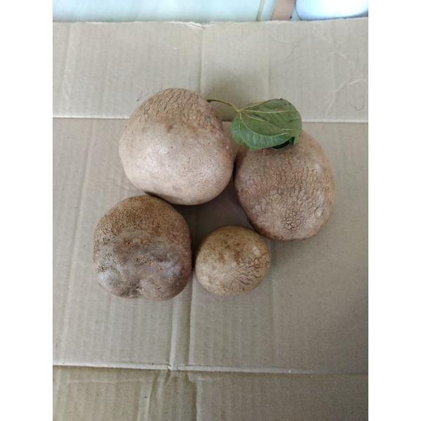Jual Buah kentang /gantung atau bibit /kentang udara per 2 /buah ...