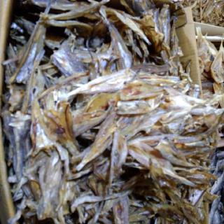 Jual IKAN BELOSO TAWAR | Shopee Indonesia