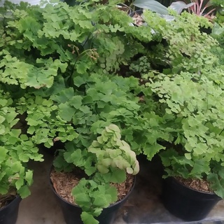 Jual Tanaman hias suplir | indoor plant (Tanaman Hidup-Bunga Hidup ...