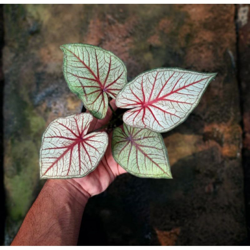 Jual Tanaman Hias Keladi Lay Thai / Tanaman Hias Anakan Keladi Lay Thai ...