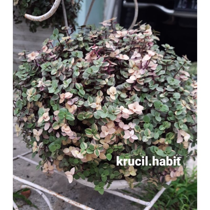 Jual TANAMAN HIAS KRIBO VARIGATA/CALLISIA REPENS BIANCA/CALLISIA ROSATO ...