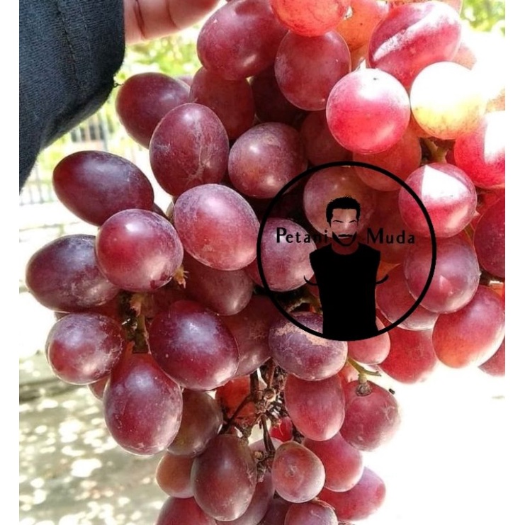 Jual Bibit Anggur Red Master (Manis) | Shopee Indonesia