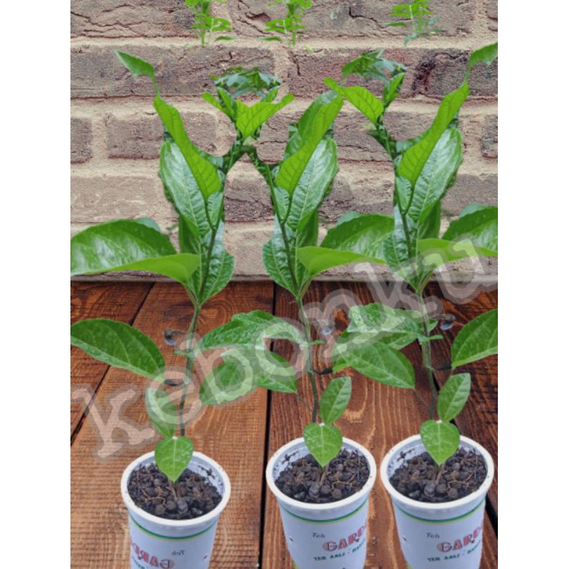 Jual Markisa kuning (passiflora flavicarva) , Tanaman Rambat, Pergola ...