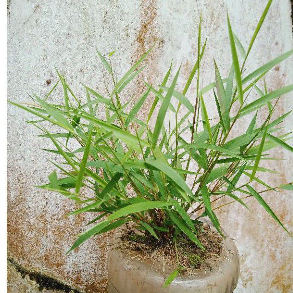 Jual Benih Rumput Bambu mini (Tanaman Hias).1 ikat press | Shopee Indonesia