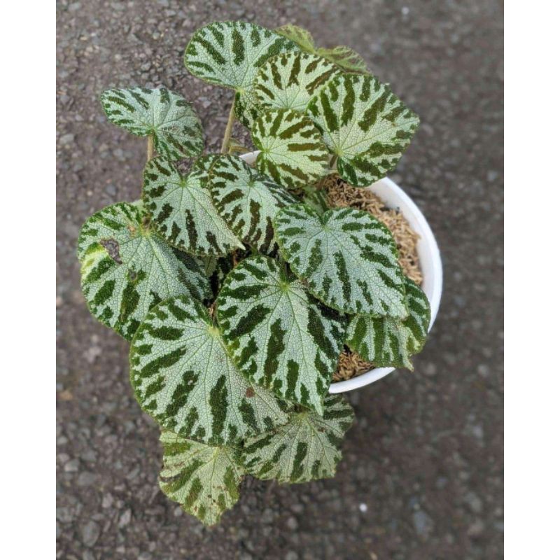 Jual Tanaman begonia mos carpet | Shopee Indonesia