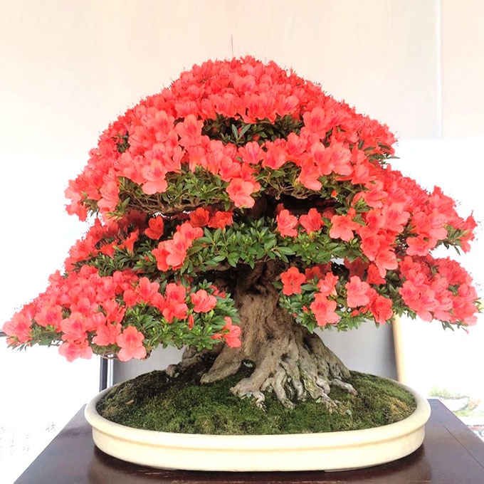 Jual Tanaman hias azalea bunga oranye - azalea orange delight | Jenis ...