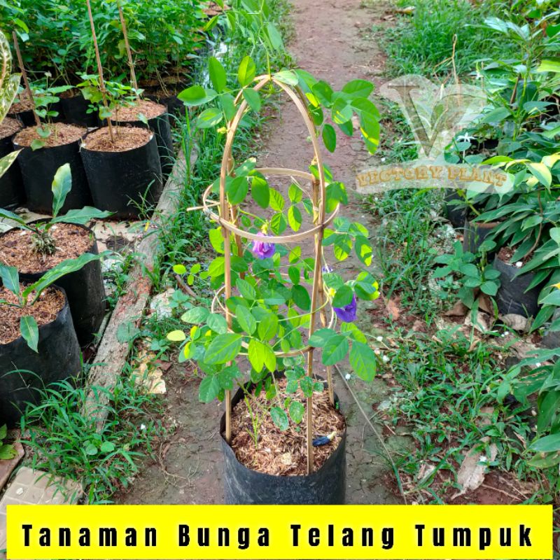Jual Tanaman Rambat Herbal Pohon Kembang Telang | Bunga Telang ...