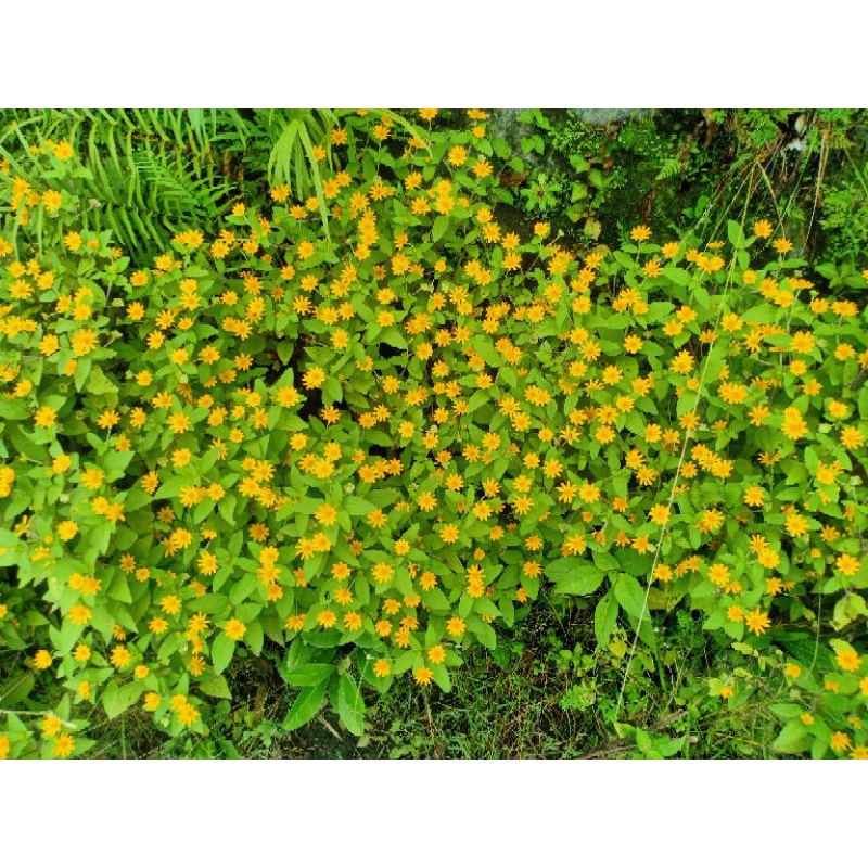 Jual Bunga Matahari Mini Kolget per 10 butir | Shopee Indonesia