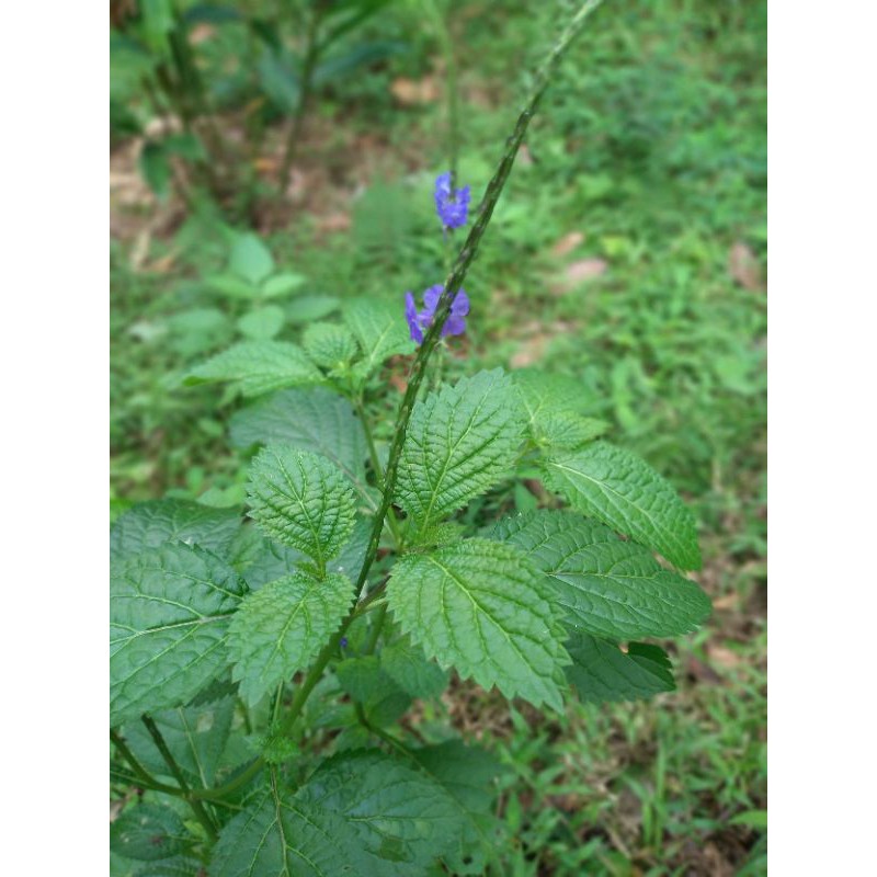 Jual Tanaman pecut kuda atau jarong | Shopee Indonesia