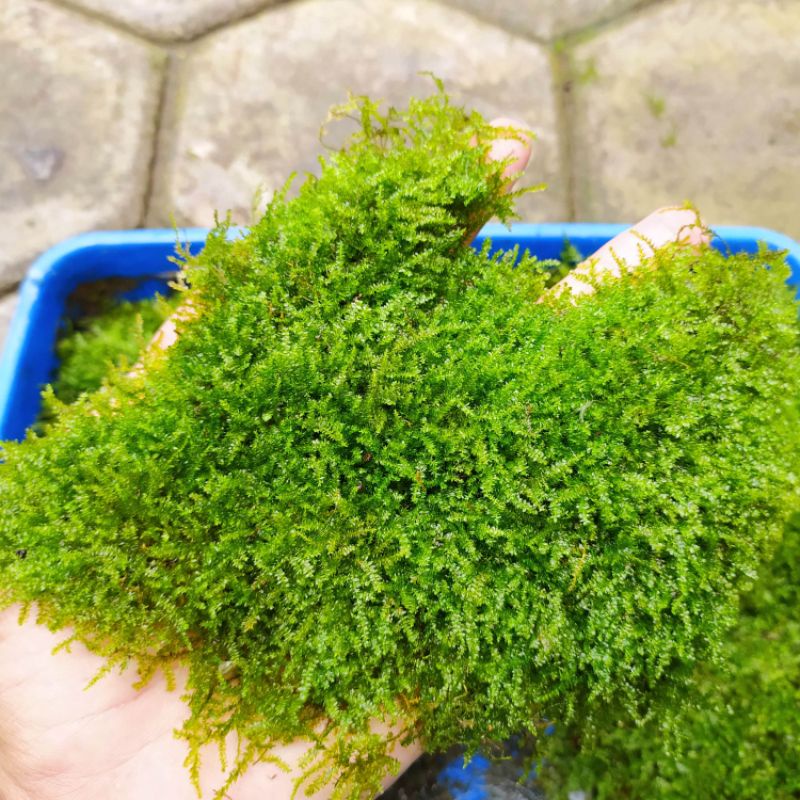 Jual moss weeping clump full air kwalitas super moss aquascape | Shopee ...