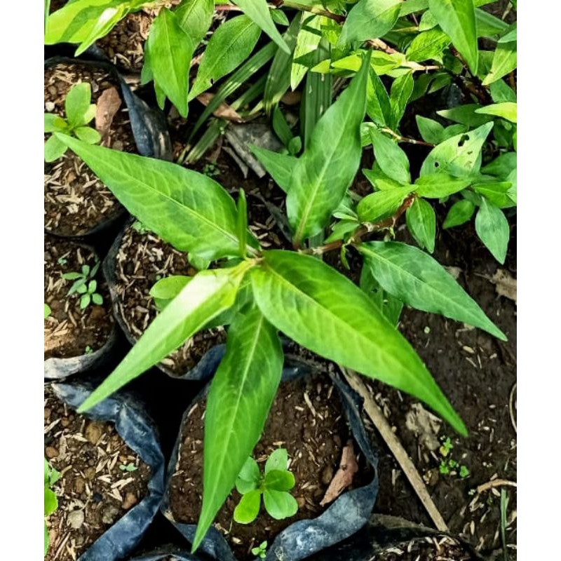 Jual Daun Kesum Segar 100gram | Daun kesum / daun laksa leaf segar ...