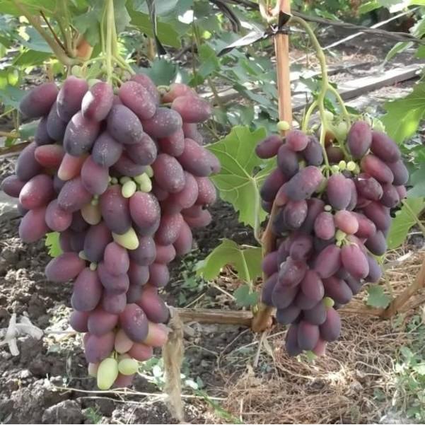 Jual Bibit Anggur Merah Import Rizamat | Shopee Indonesia