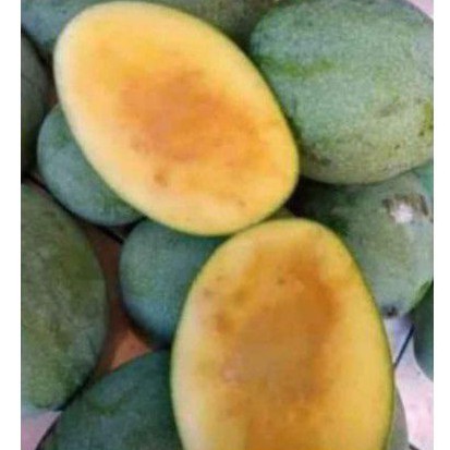 Jual Mangga Madu Buleleng Oleh oleh khas Bali 1kg | Shopee Indonesia