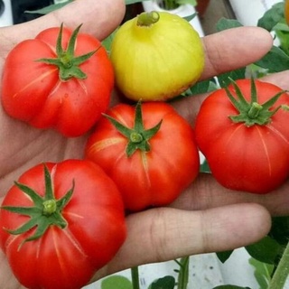 Jual Bibit Tomat Mawar Ranti | Benih Tomat Mawar Ranti | Bibit Tomat ...