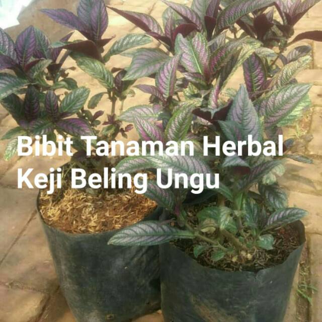 Jual BIbit Tanaman Keji Beling Ungu Tanaman Herbal | Shopee Indonesia