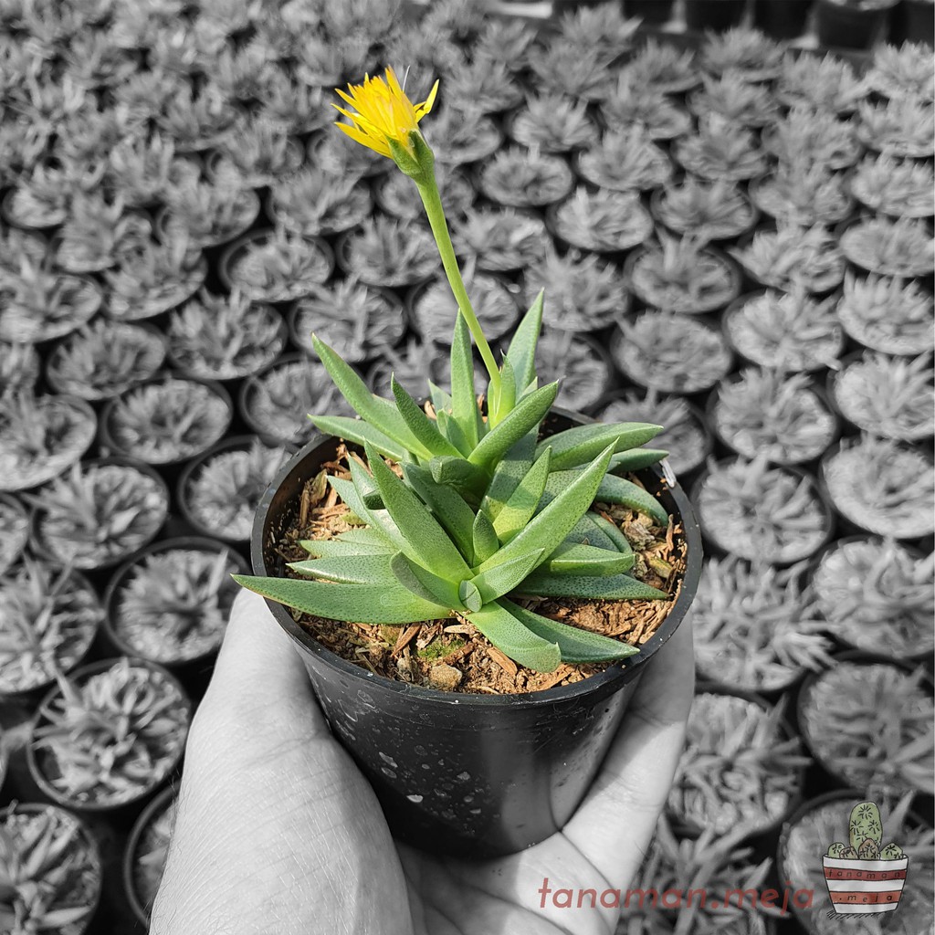 Jual Tanaman Hias Hidup - Kaktus dan Sukulen (Bergeranthus Multiceps ...