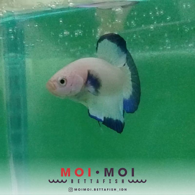 Jual Ikan Cupang Blue rim Clean (tapi rim belum rapih) | Shopee Indonesia