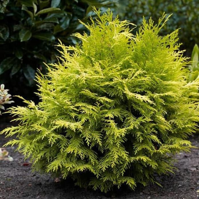 Jual Tanaman hias cemara inoki - chamaecyparis lawsoniana golden wonder ...