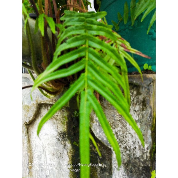 Jual daun pakis segar untuk ecoprint | Shopee Indonesia