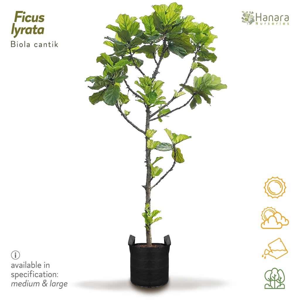 Jual Ficus lyrata - Biola cantik - pohon instan/instant tree | Shopee ...