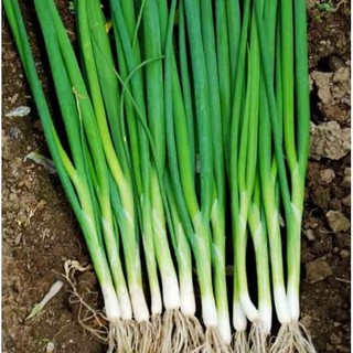 Jual Bibit / Benih Biji Daun Bawang / Daun Loncang | Shopee Indonesia