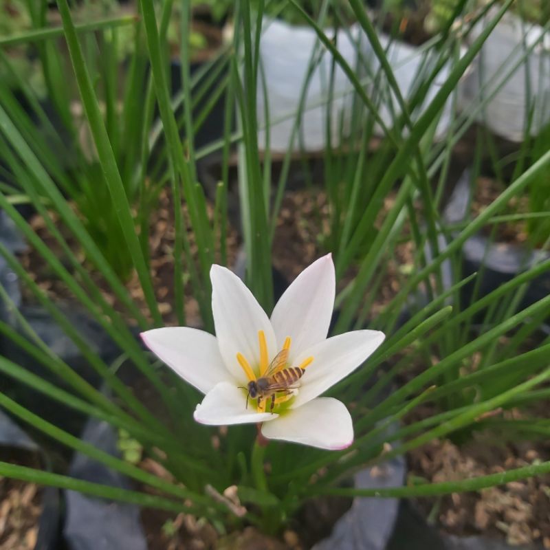 Jual Bibit Bunga Tulip Bawang Kucai | Shopee Indonesia