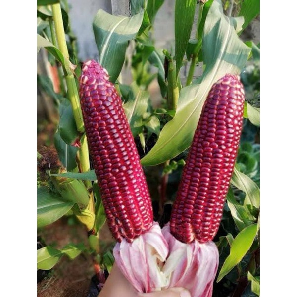 Jual Bibit Biji Benih - Jagung Merah IPB J2 Unggul - Benih Seribuan ...