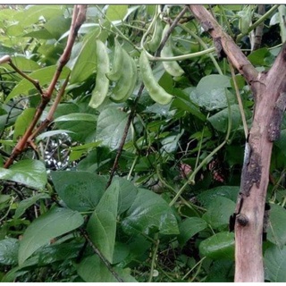 Jual Bibit tanaman kacang kratok/Kacang roay rambat | Shopee Indonesia
