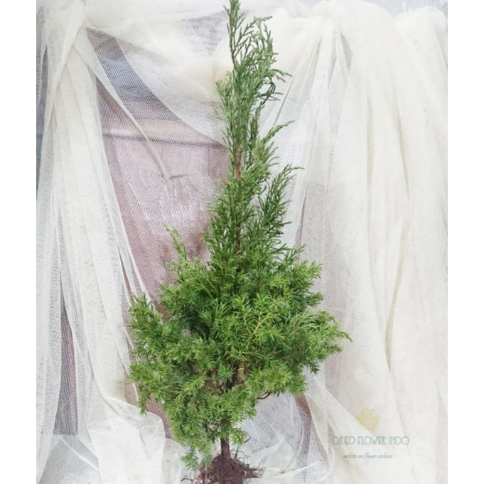 Jual Dried import cedar pine tree bunga kering cemara pohon | Shopee ...