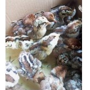 Jual Bibit ayam ( doc ayam) - ayam petelur - ayam broiler - ayam jantan ...