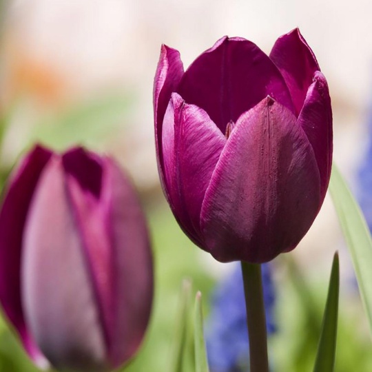 Jual 5 Biji - Benih Bunga Tulip Warna Ungu Cantik 2042 | Shopee Indonesia