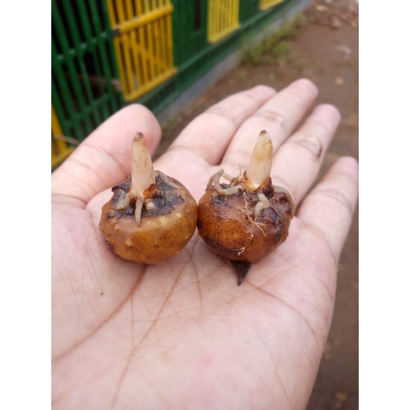 Jual Bibit Umbi porang murah, Bibit Porang, Bibit Porang Umbi, Umbi ... Jual Bibit Umbi porang murah, Bibit Porang, Bibit Porang Umbi, Umbi ...