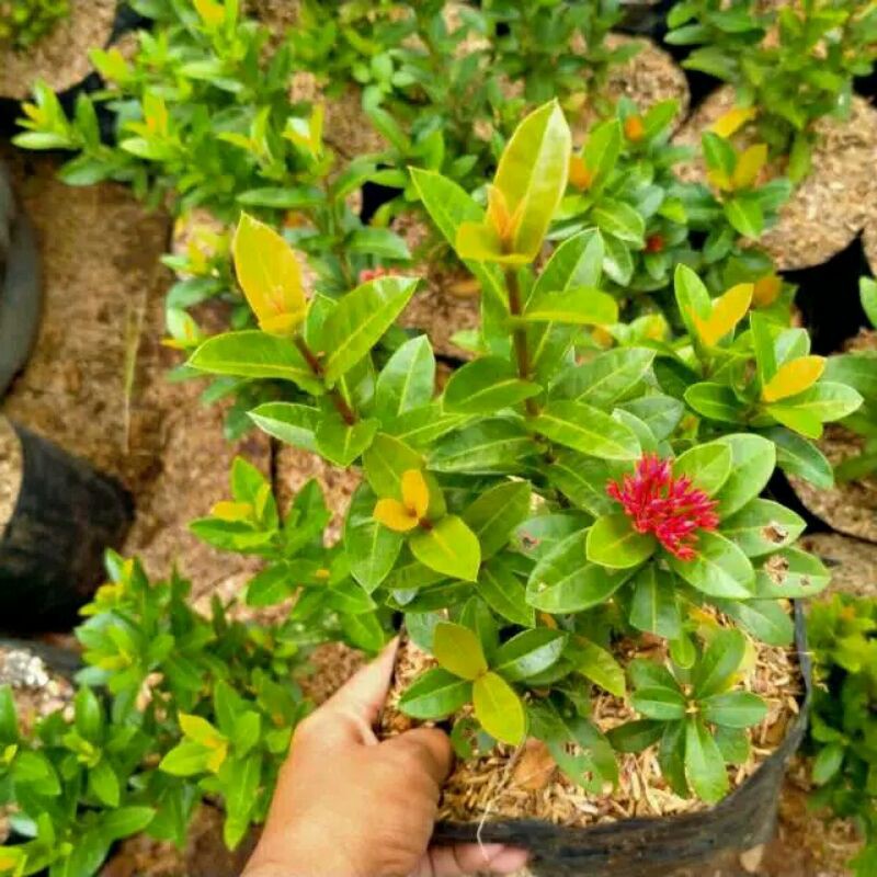 Jual Tanaman Soka India, Tanaman hias sika india, pohon soka india ...